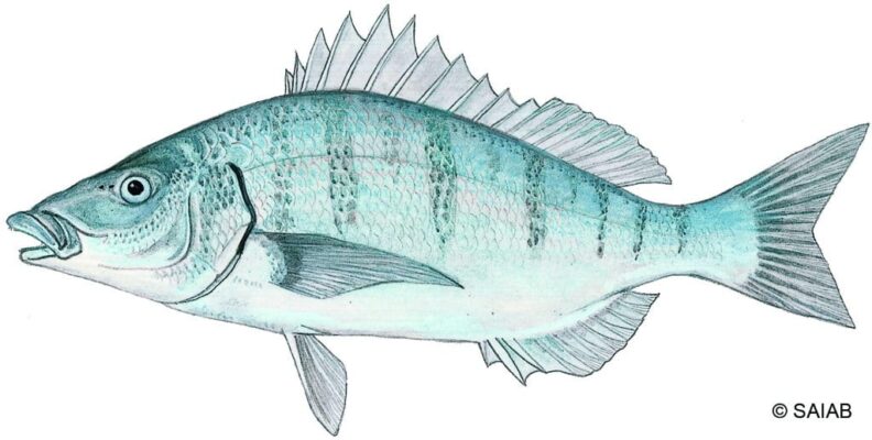 Mrs Joyce Naidoo's Steenbras Fish Curry - Durban Curry Recipes